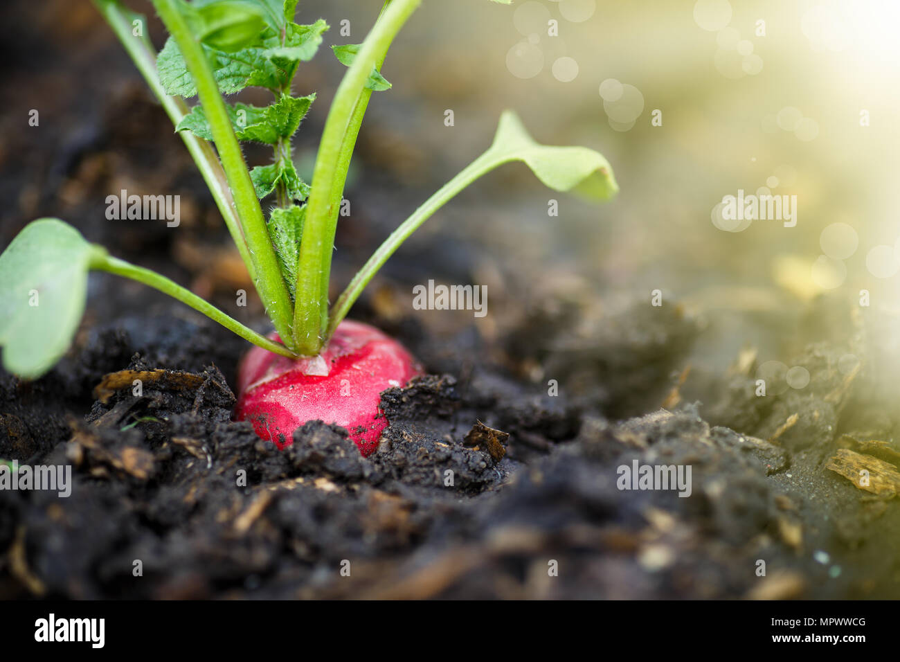 Red radishes with green tops hi-res stock photography and images - Alamy