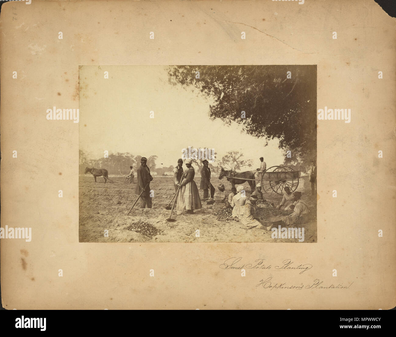 Slaves plantation working hi-res stock photography and images - Alamy