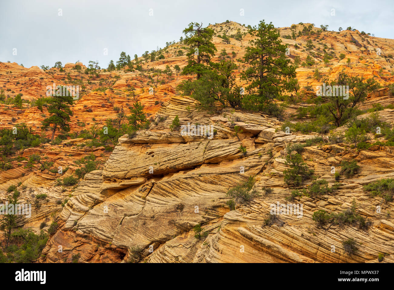 Beautiful scenery in Zion National Park. The Park is located in ...