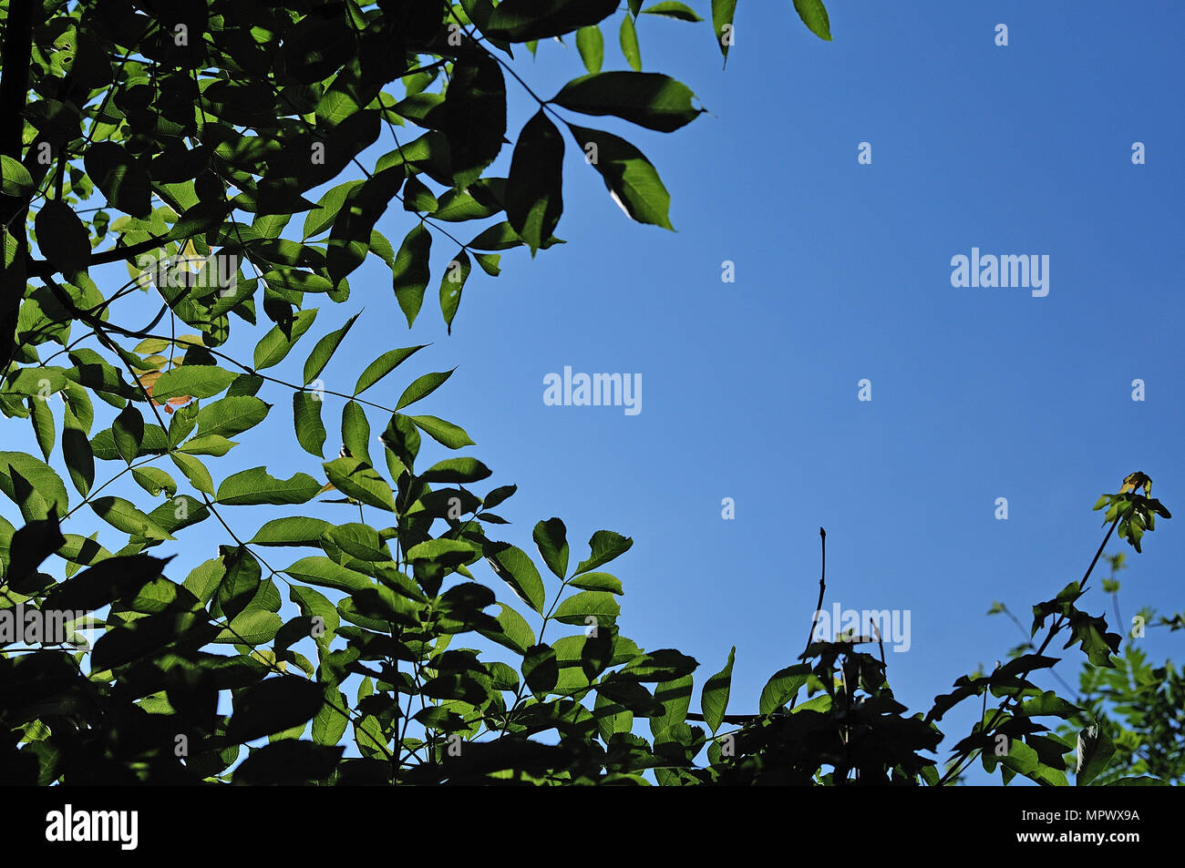 pinnate compound leaves of an ash tree in front of blue sky in ...