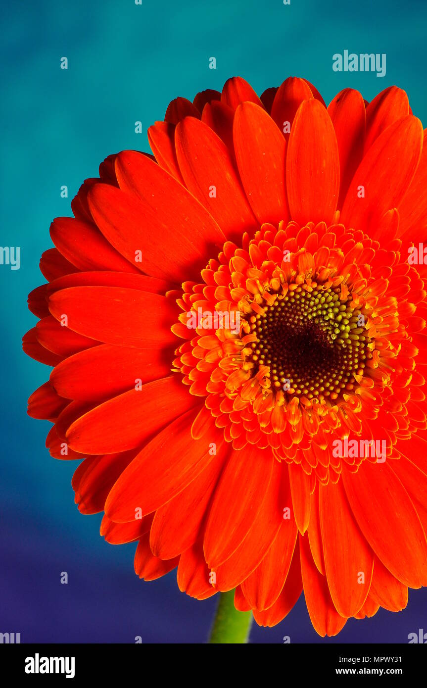 Flower close up Stock Photo - Alamy