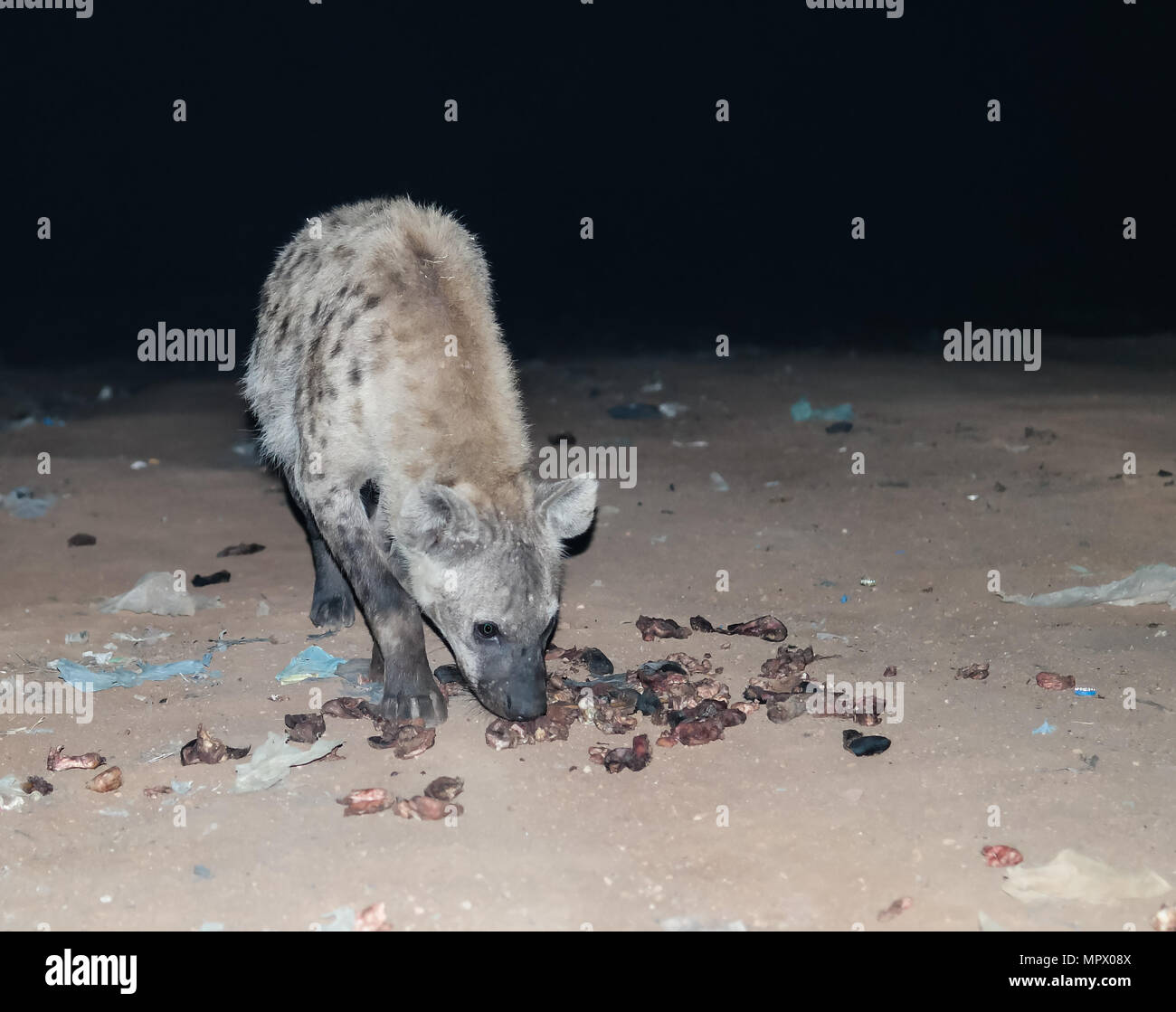 Feeding of spotted hyenas near Harar, Ethiopia Stock Photo - Alamy
