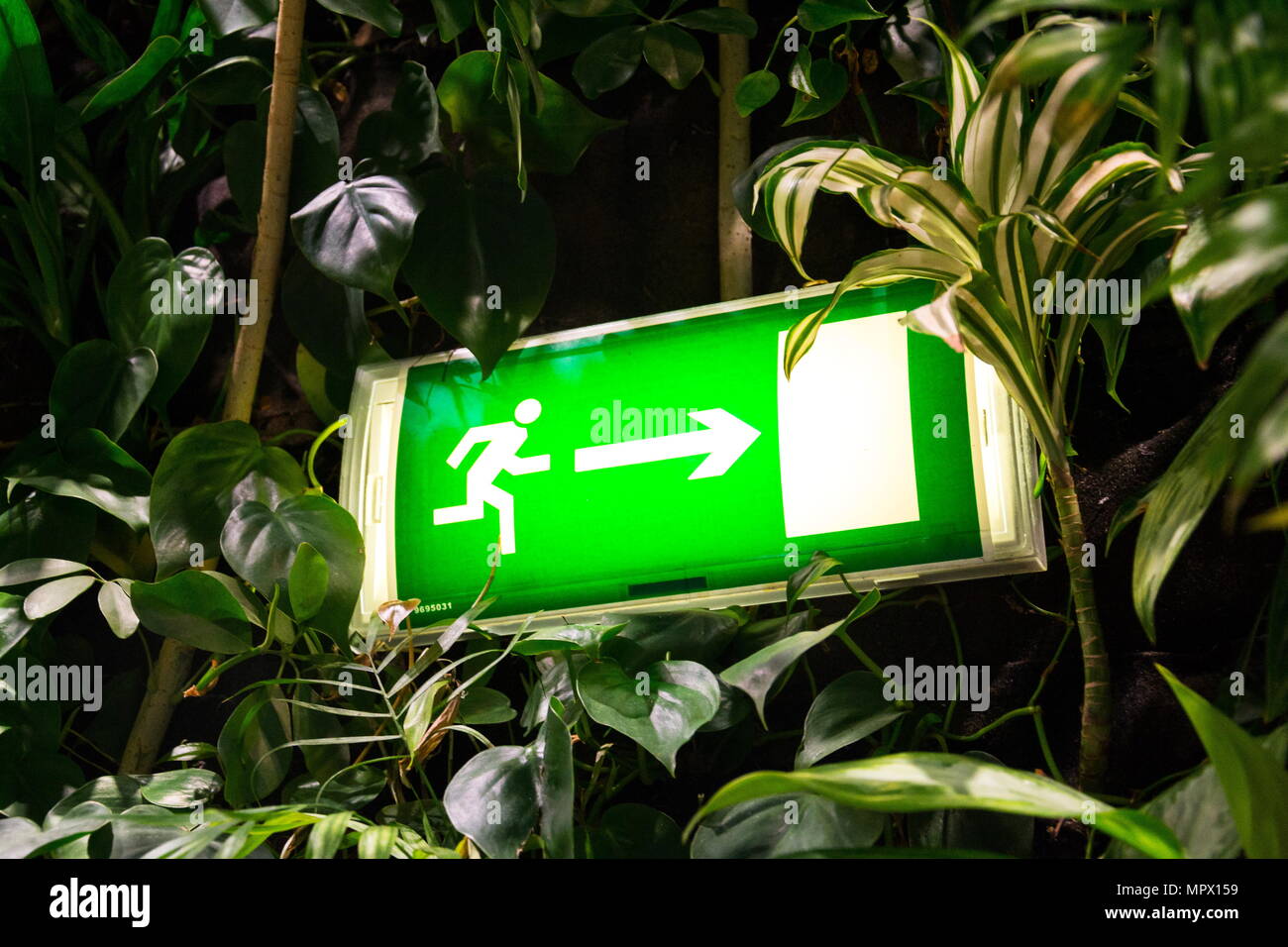 Green shining exit sign on living green wall, vertical garden Stock ...