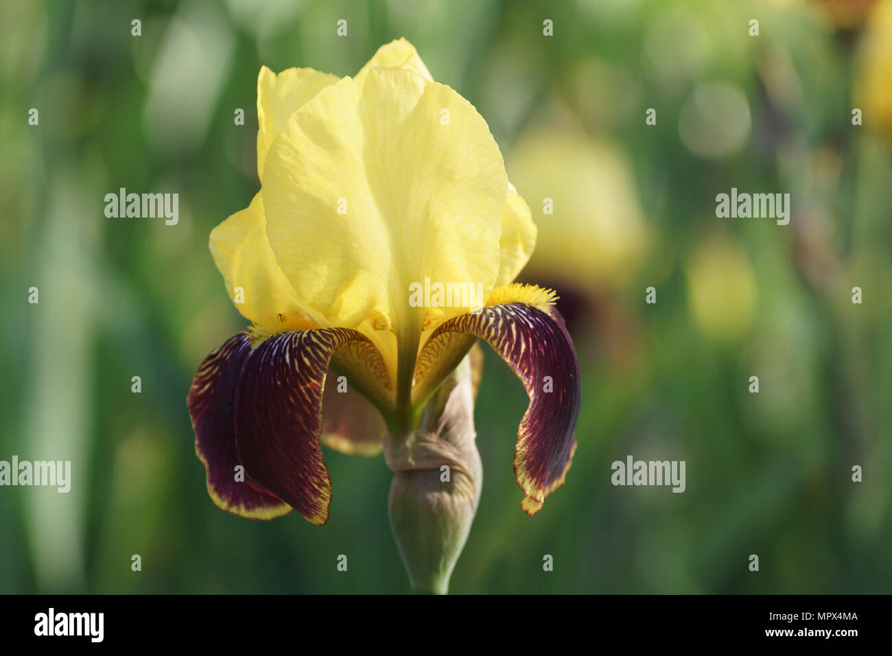 Bearded iris uk garden hi-res stock photography and images - Alamy