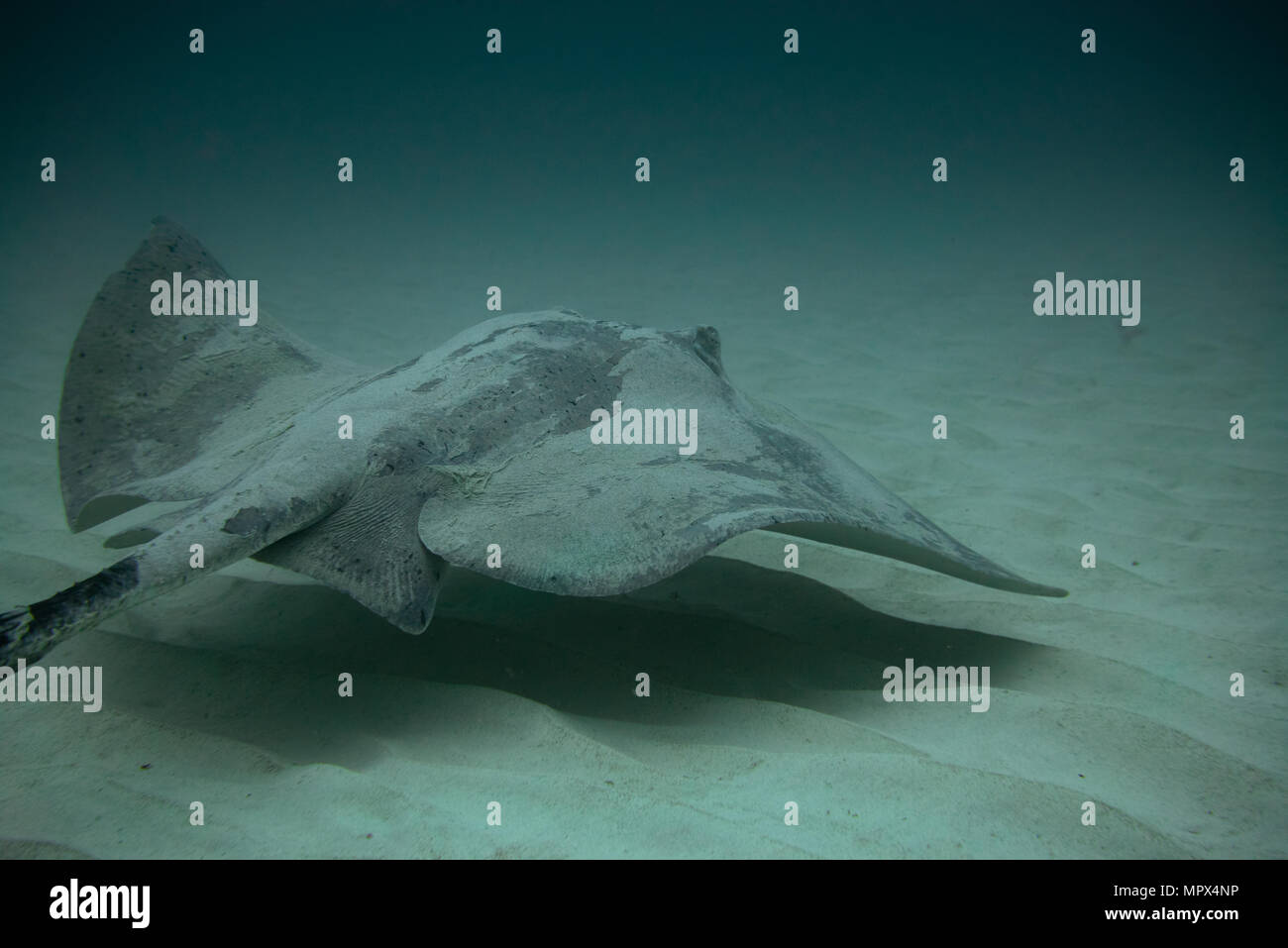 Round Stingray, fuerteventura canary islands Stock Photo - Alamy