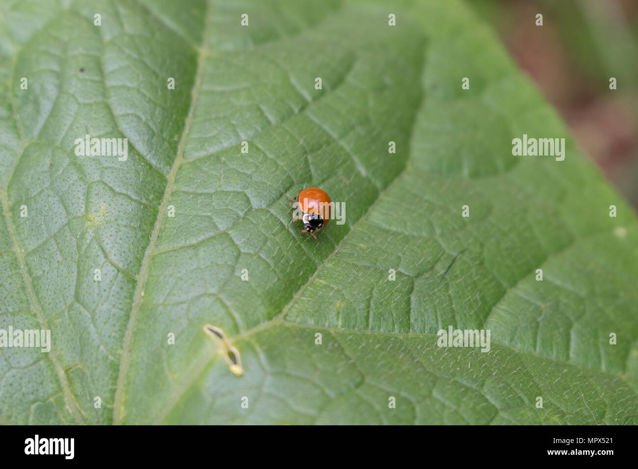 bettle insect plant Stock Photo - Alamy
