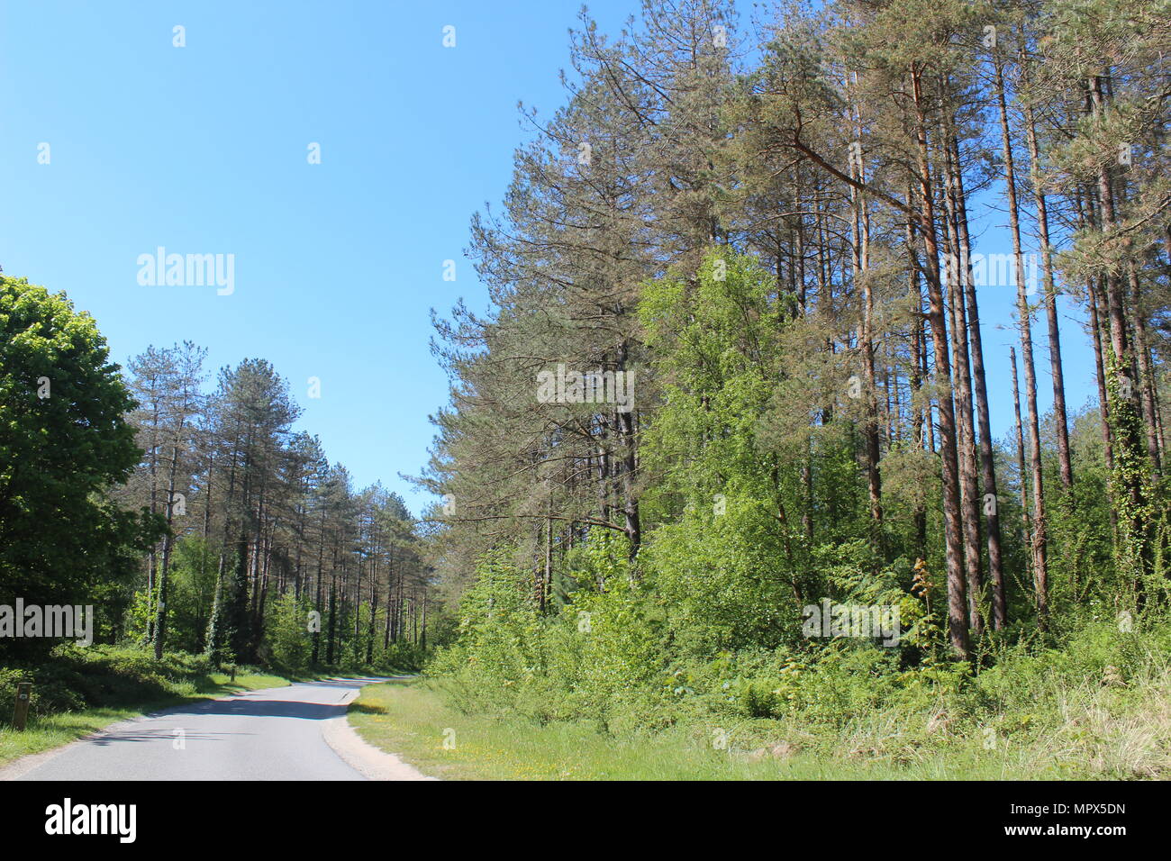 Niwbwrch forest hi-res stock photography and images - Alamy
