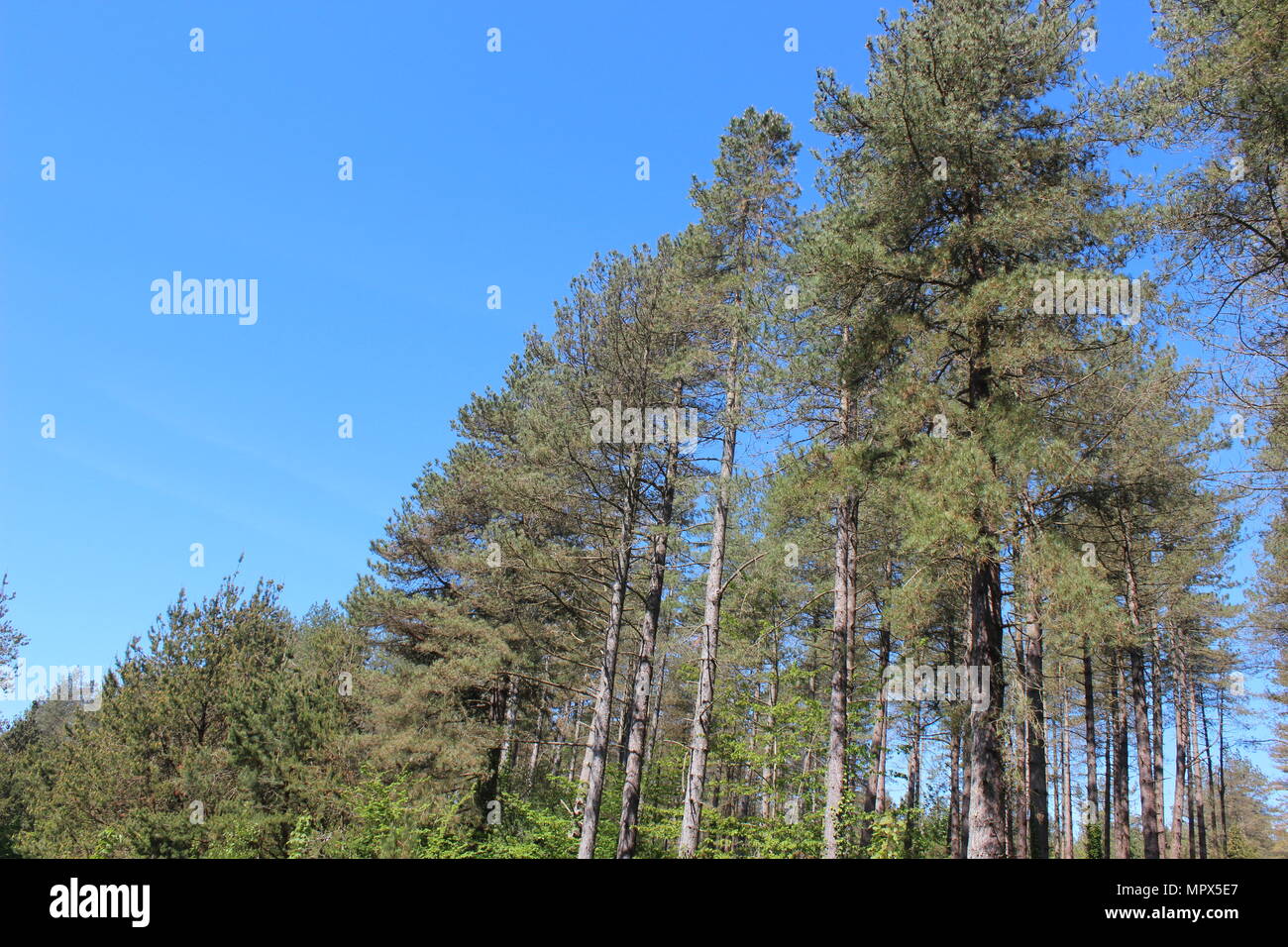 New borough Forest, Anglesey, Wales Stock Photo - Alamy
