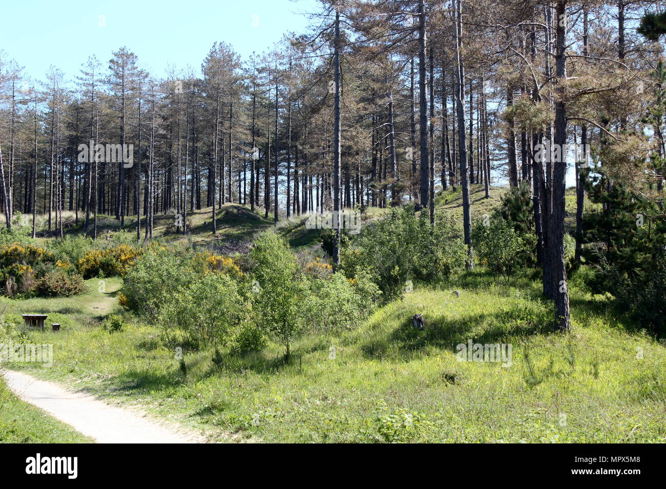 New borough Forest, Anglesey, Wales Stock Photo - Alamy