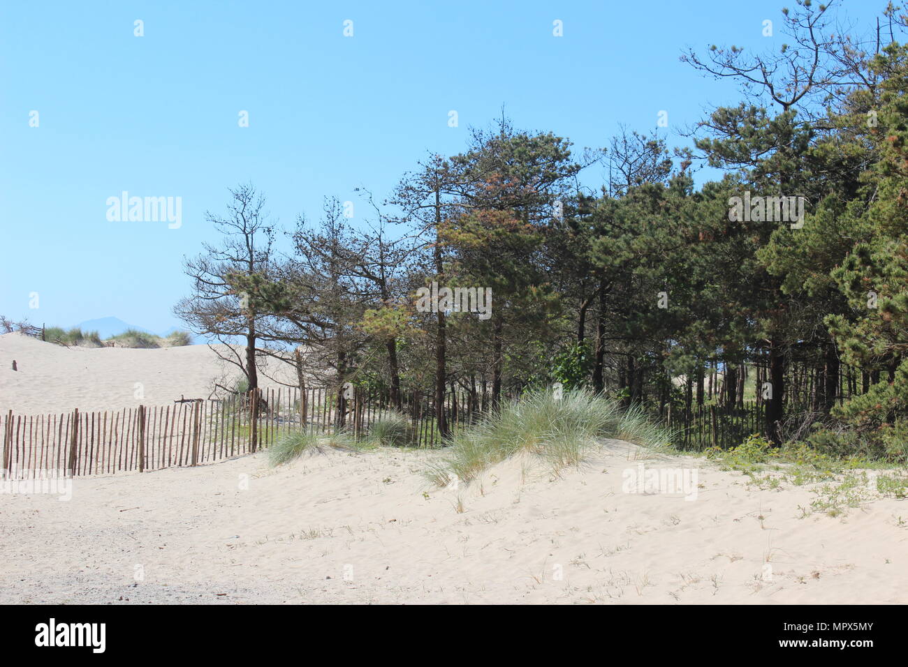 New borough Forest, Anglesey, Wales Stock Photo - Alamy