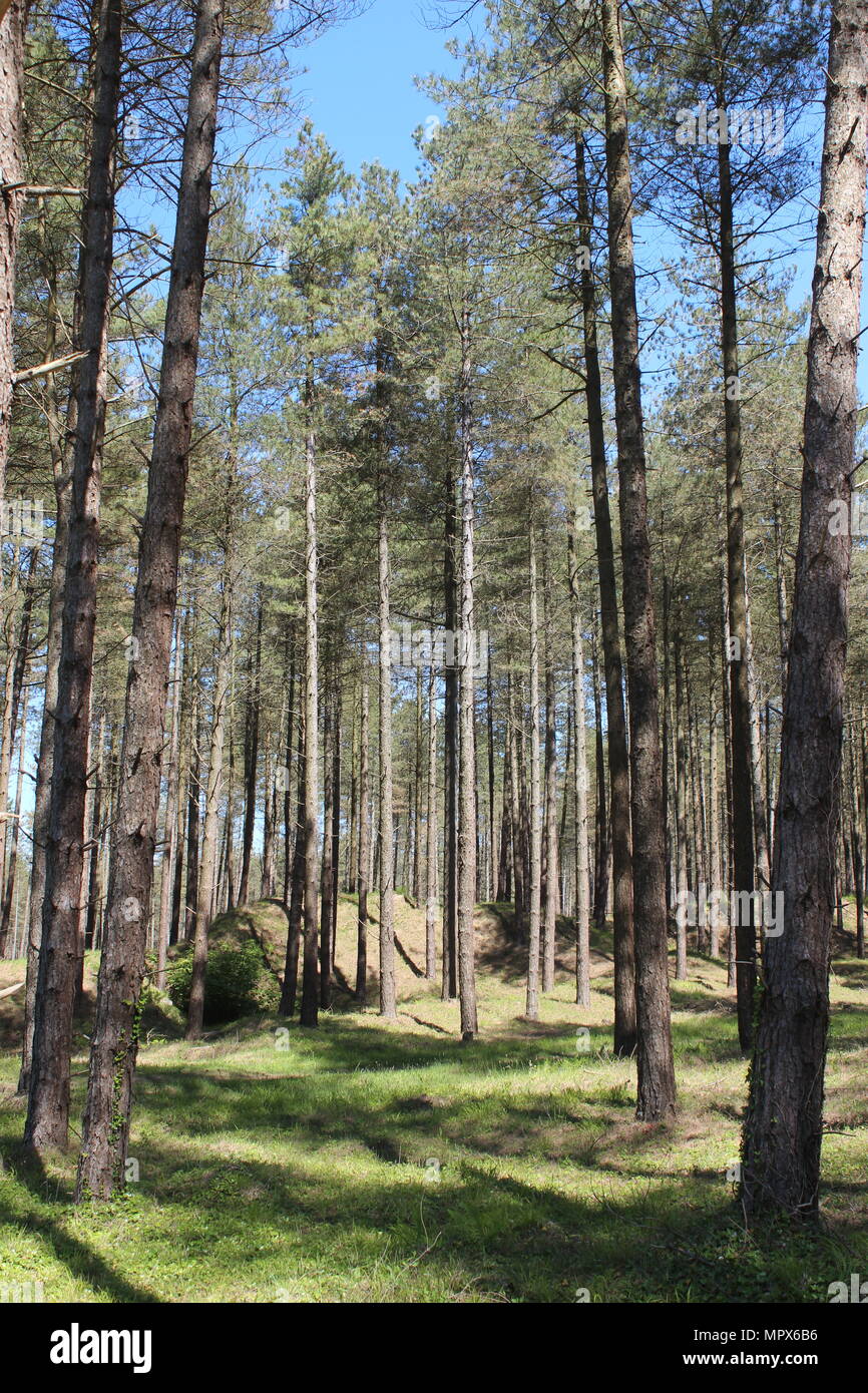 Niwbwrch forest hi-res stock photography and images - Alamy