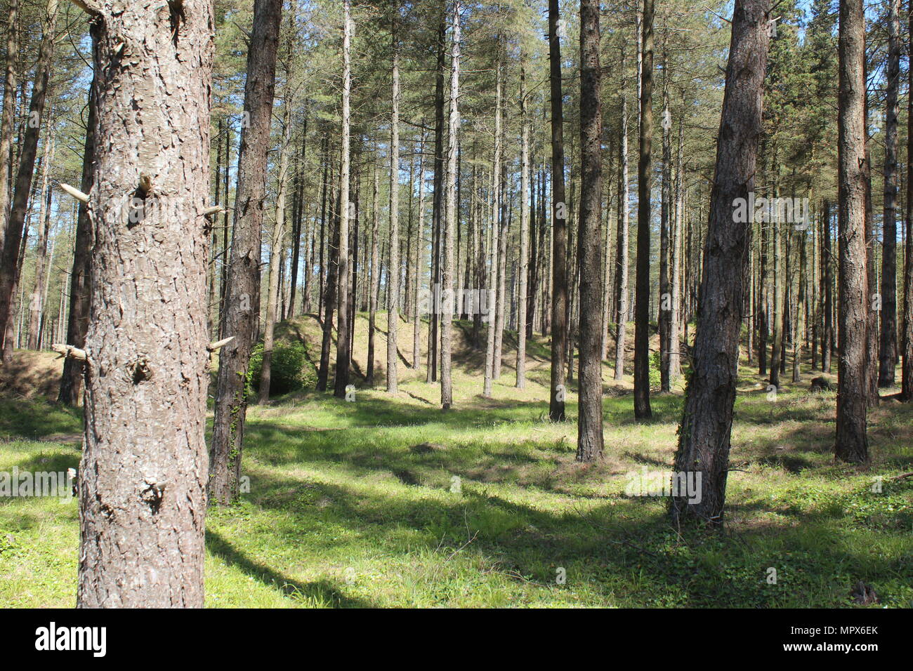 New borough Forest, Anglesey, Wales Stock Photo - Alamy