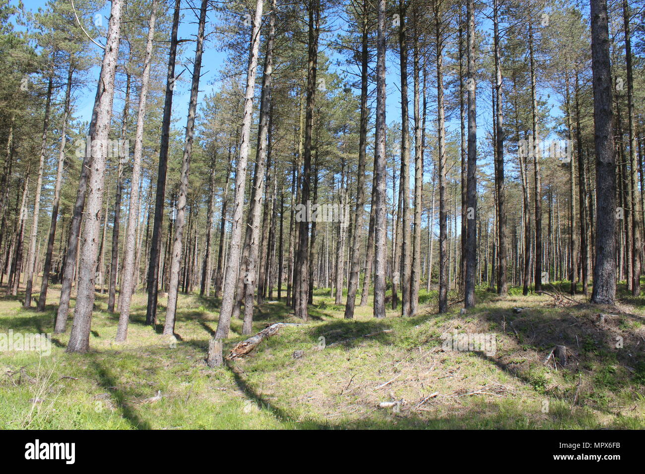 New borough Forest, Anglesey, Wales Stock Photo - Alamy