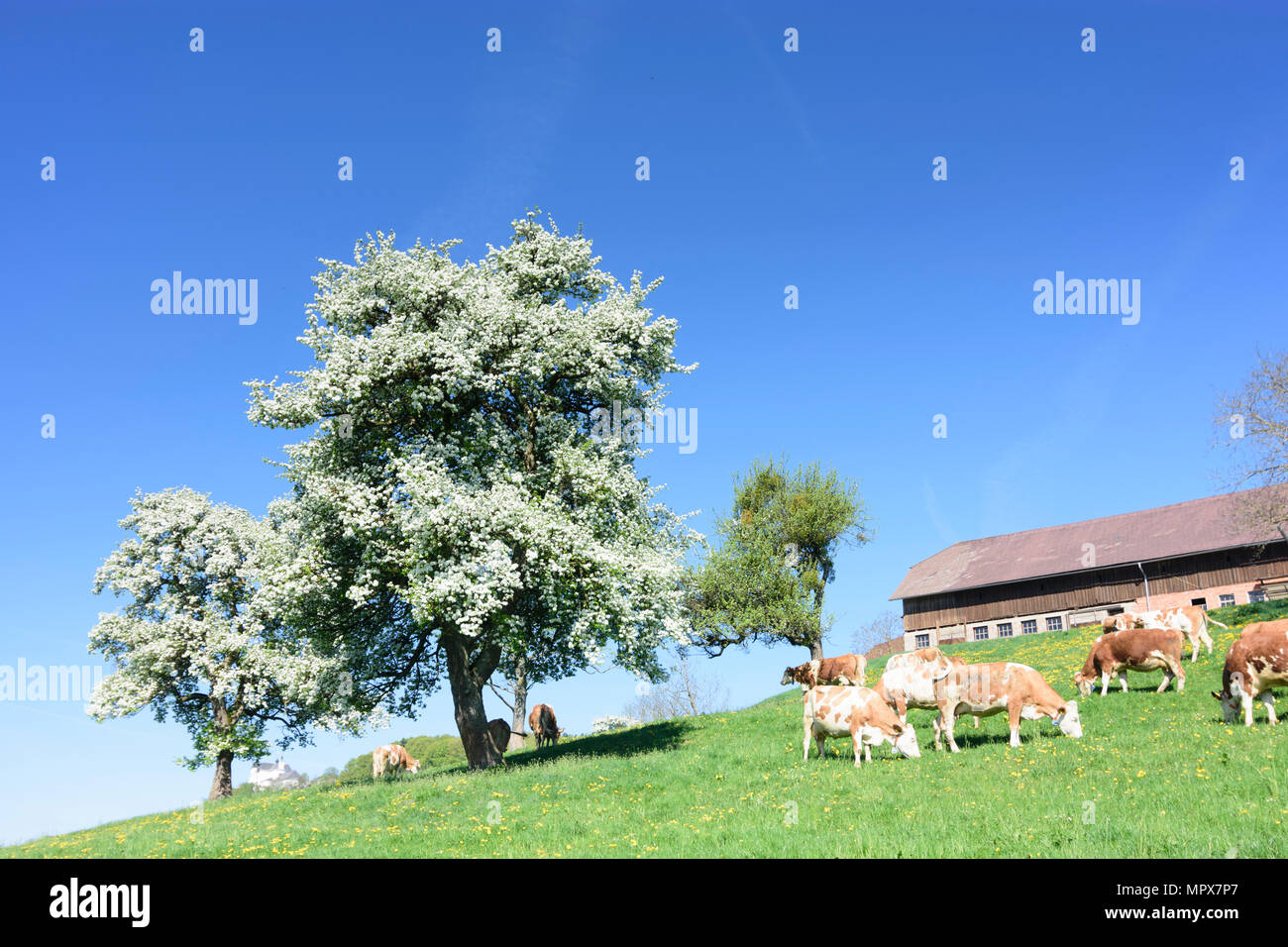 Sonntagberg: cows, blossoming pear tree trees, farm house in Austria ...