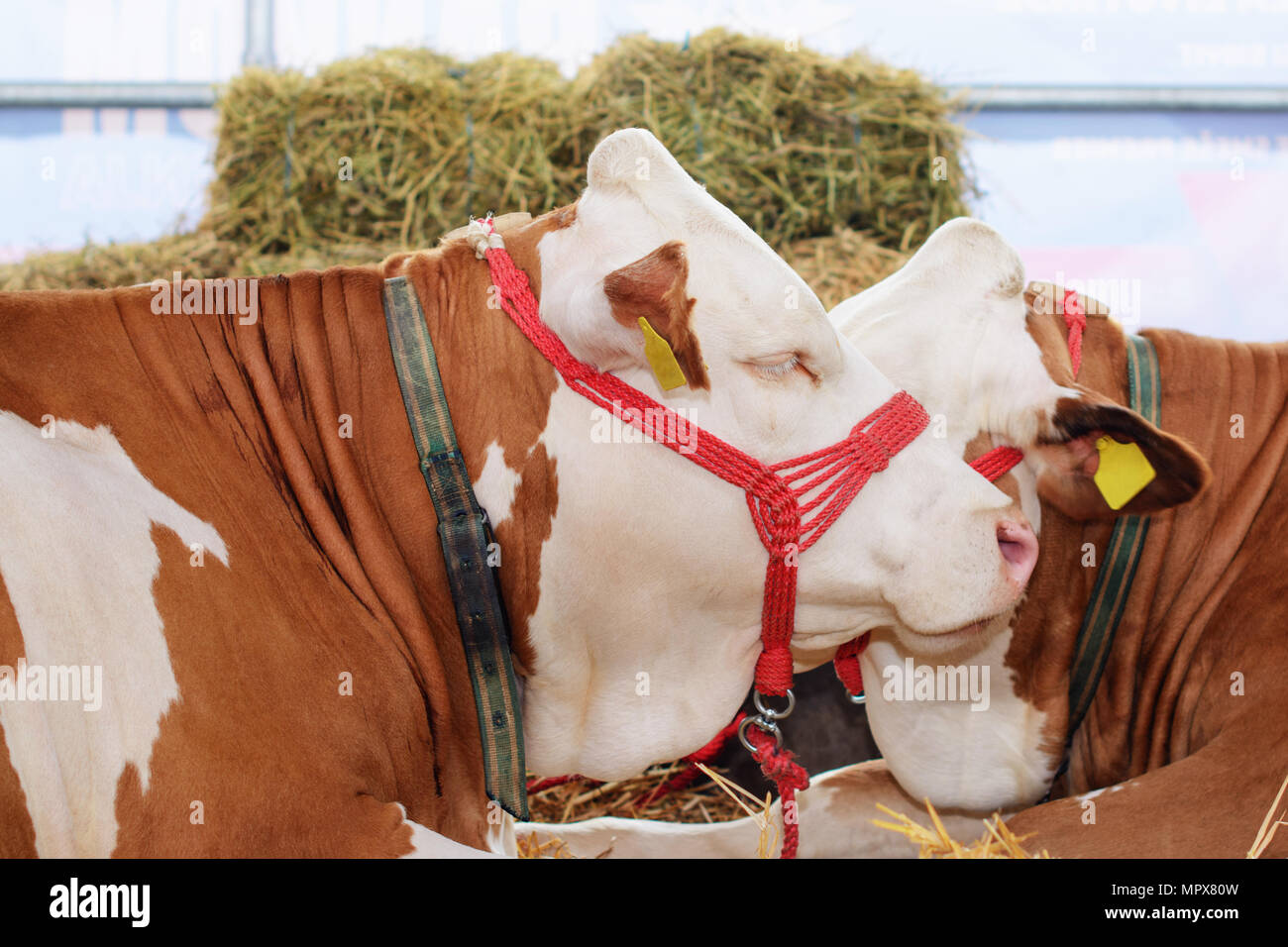Simmentaler fleckvieh hi-res stock photography and images - Alamy