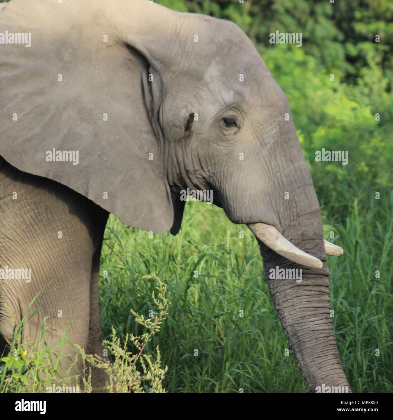 Elephant : The real king of jungle Stock Photo - Alamy