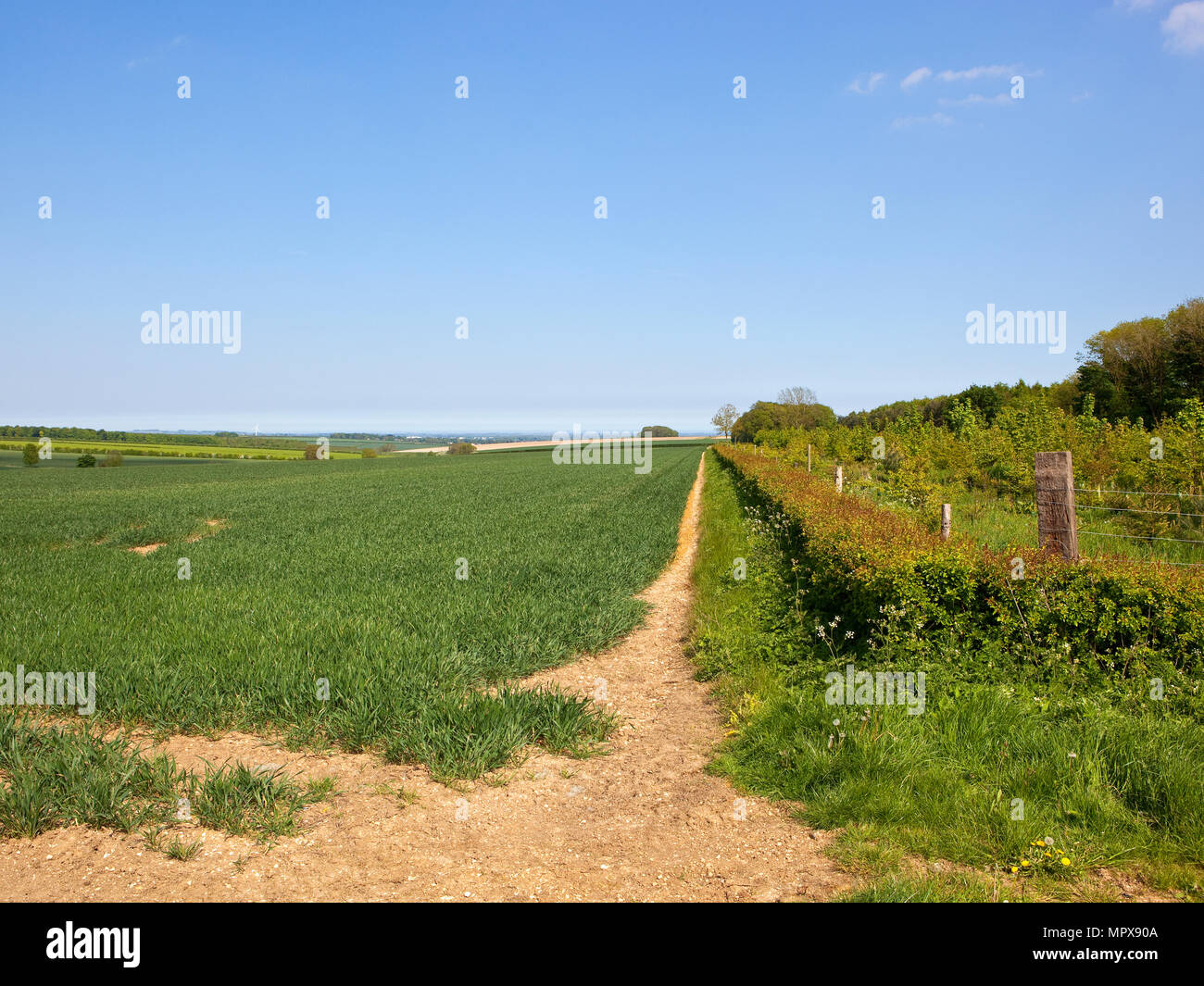 an upland wheat field and mixed woodland plantation overlooking ...
