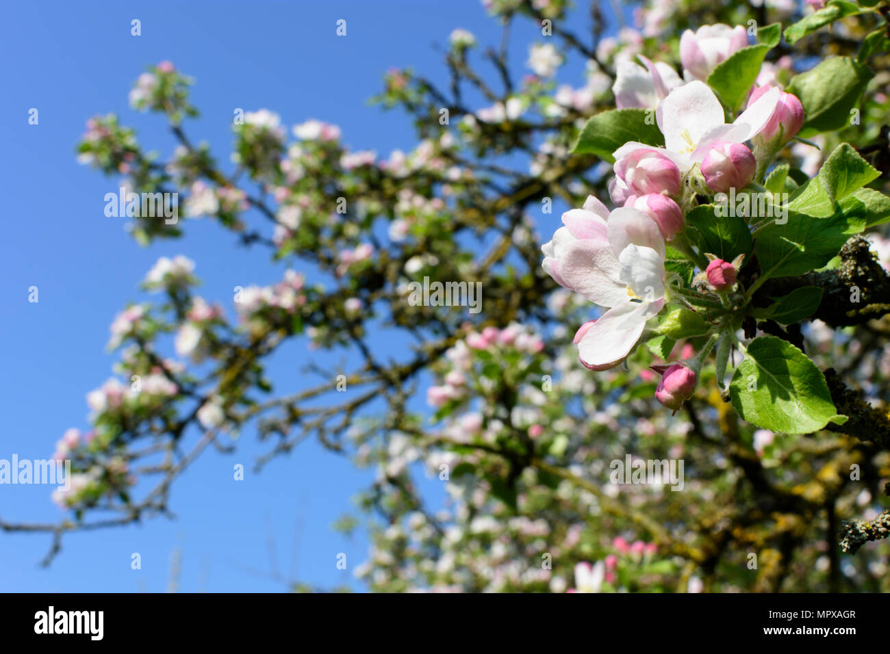 Seitenstetten: blossoming apple tree trees in Austria, Niederösterreich ...
