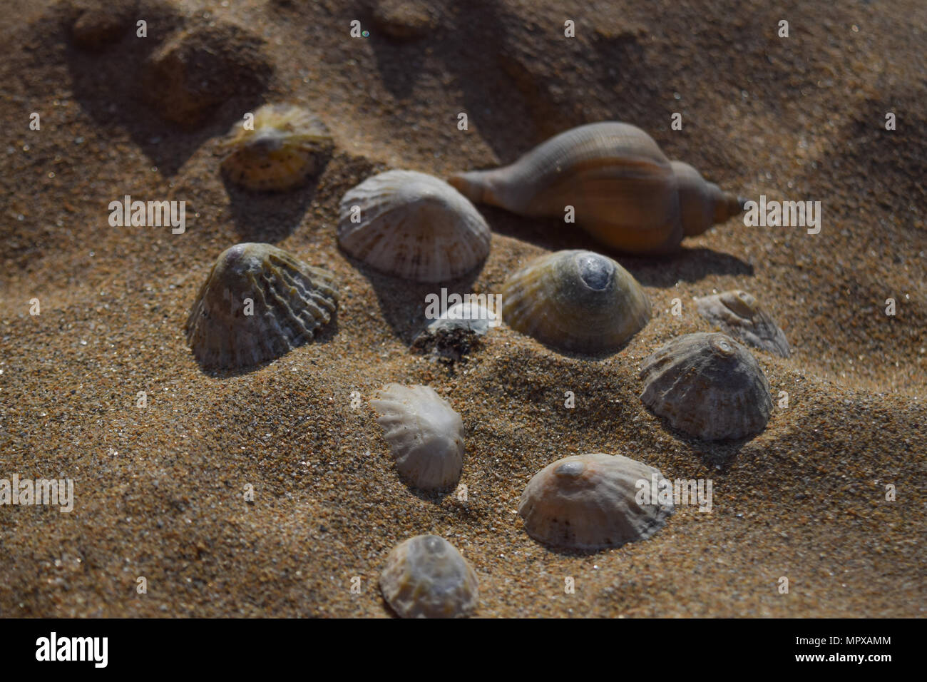 Sea Shells on the beach at Porth Dafarch Anglesey, North Wales Stock ...