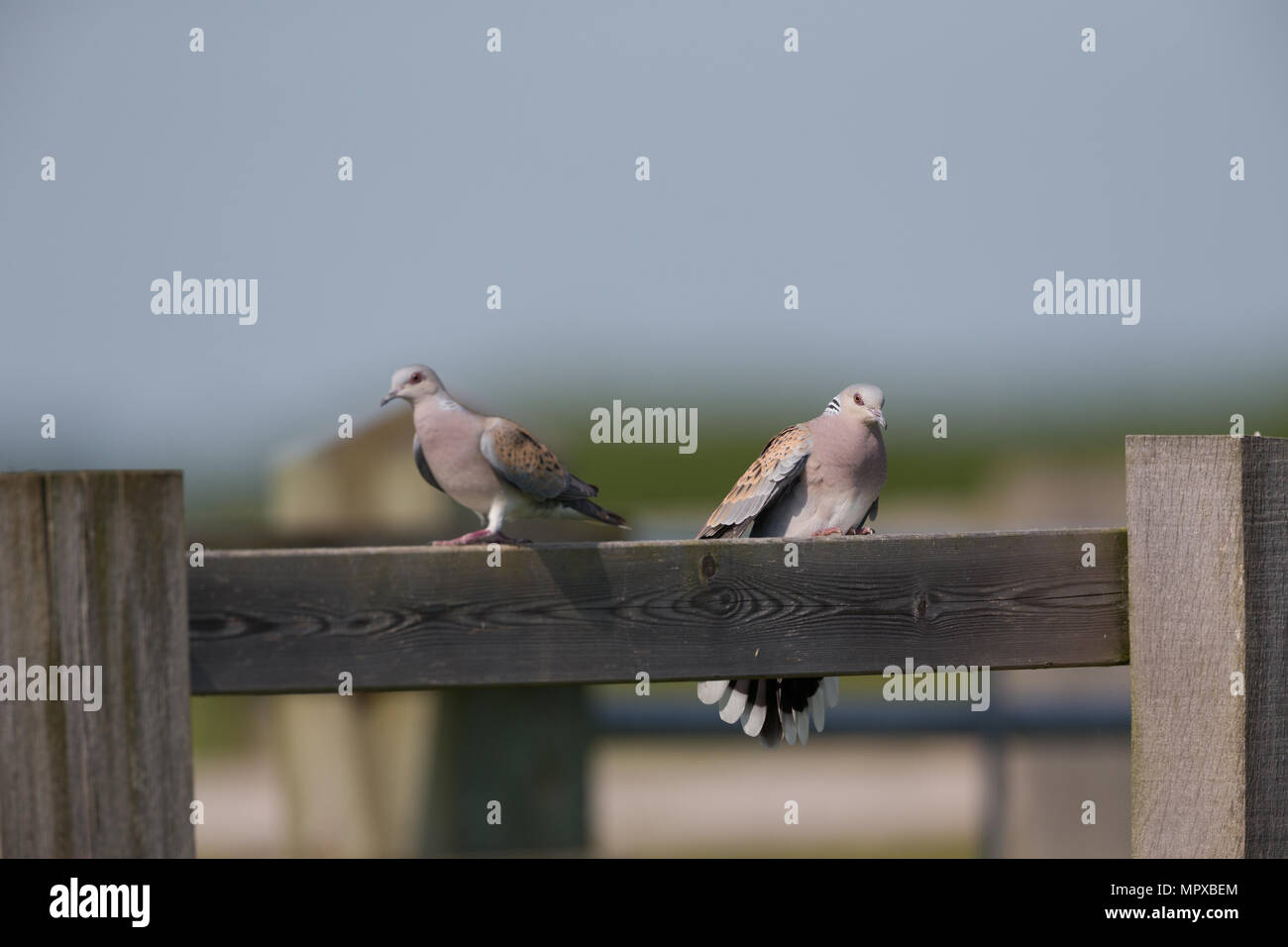 Turtle doves hi-res stock photography and images - Alamy
