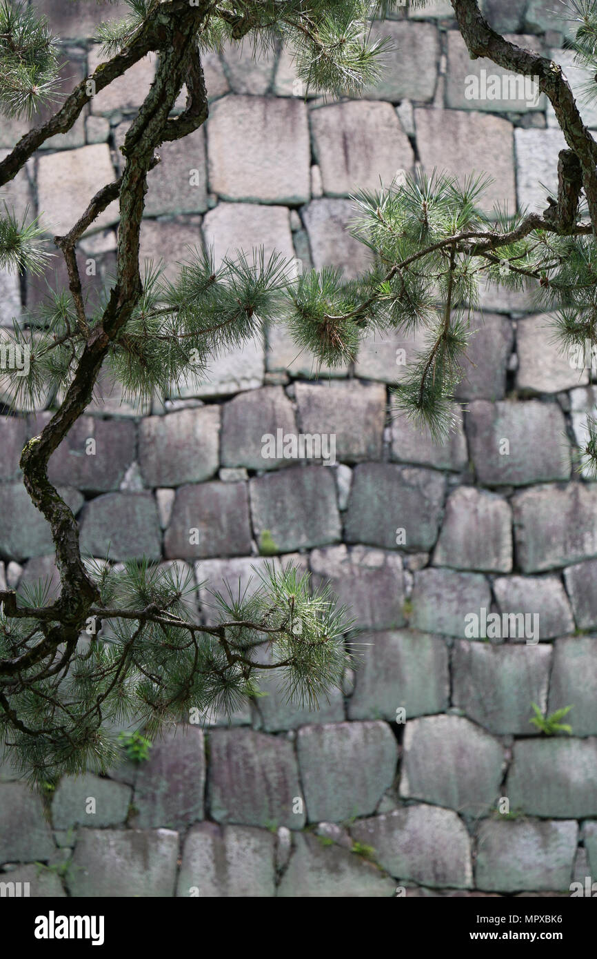 Pine branches with a stone rampart in the background, at the Kyoto ...