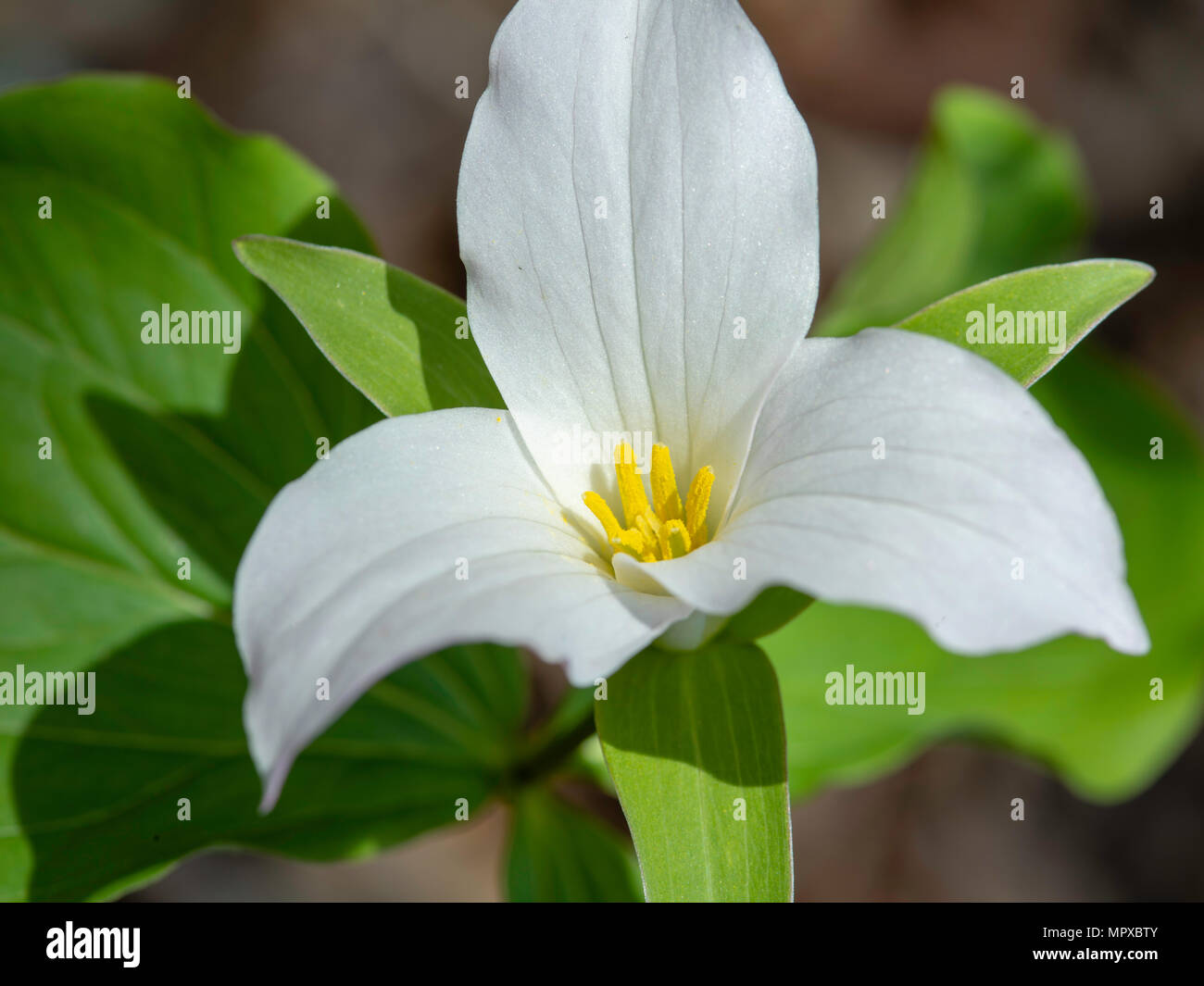 Trillium genus hi-res stock photography and images - Alamy