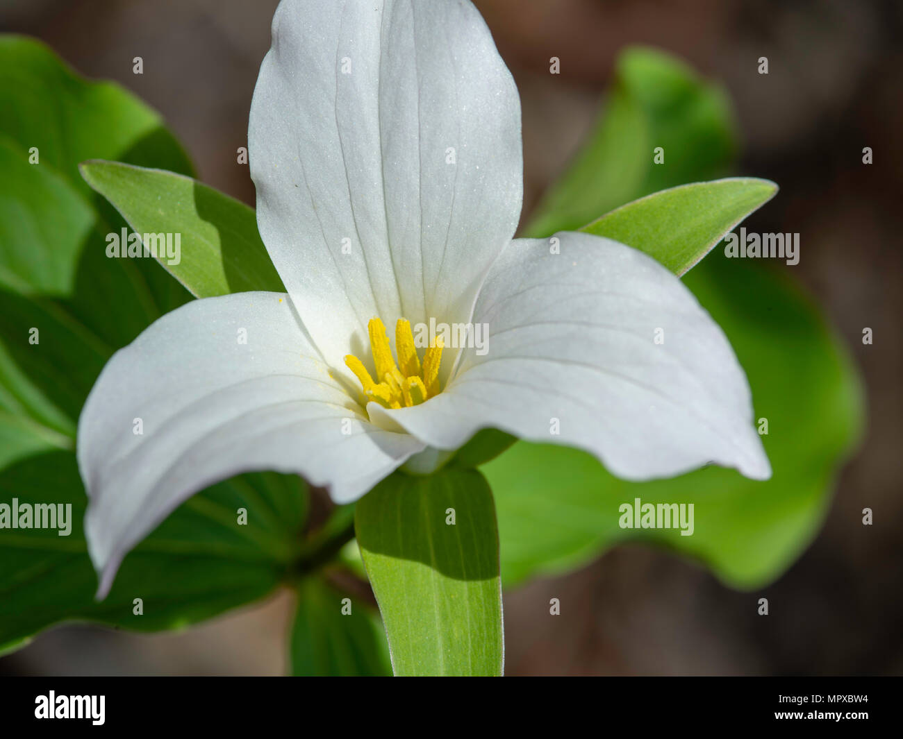 Trillium in wisconsin hi-res stock photography and images - Alamy