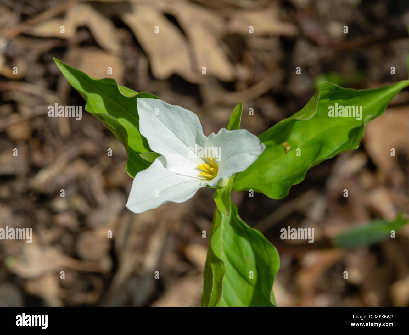 Trillium genus hi-res stock photography and images - Alamy