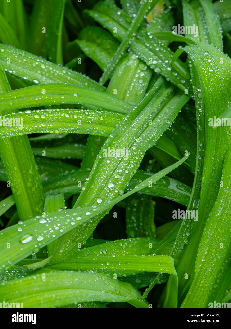 Image of water droplets on the leaves of lilies, taken after a rain ...