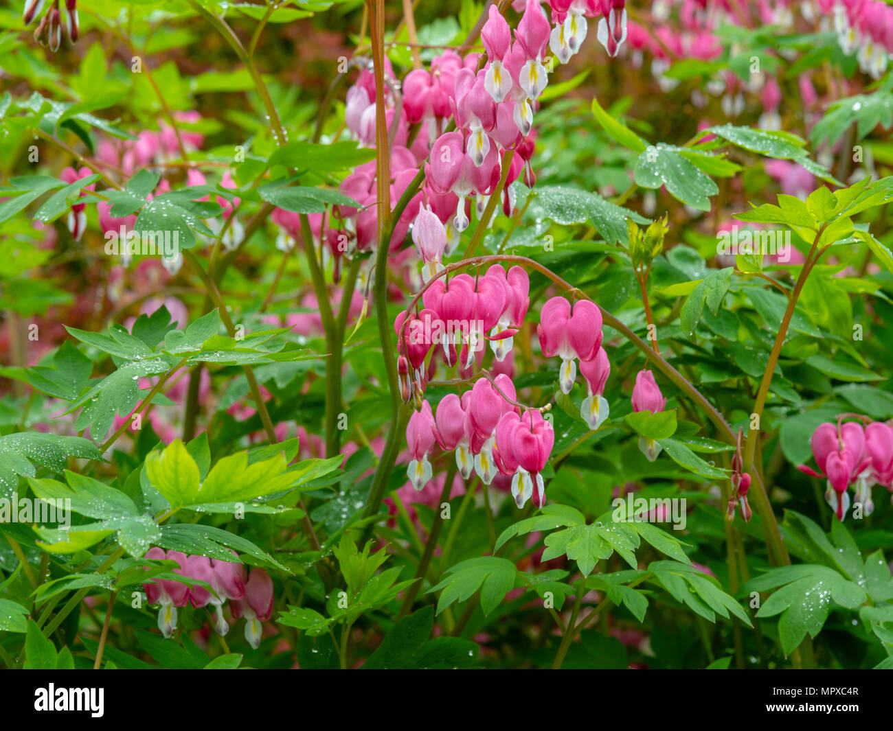 Image of Bleeding Heart blossoms (Lamprocapnos spectabilis). Fitchburg ...
