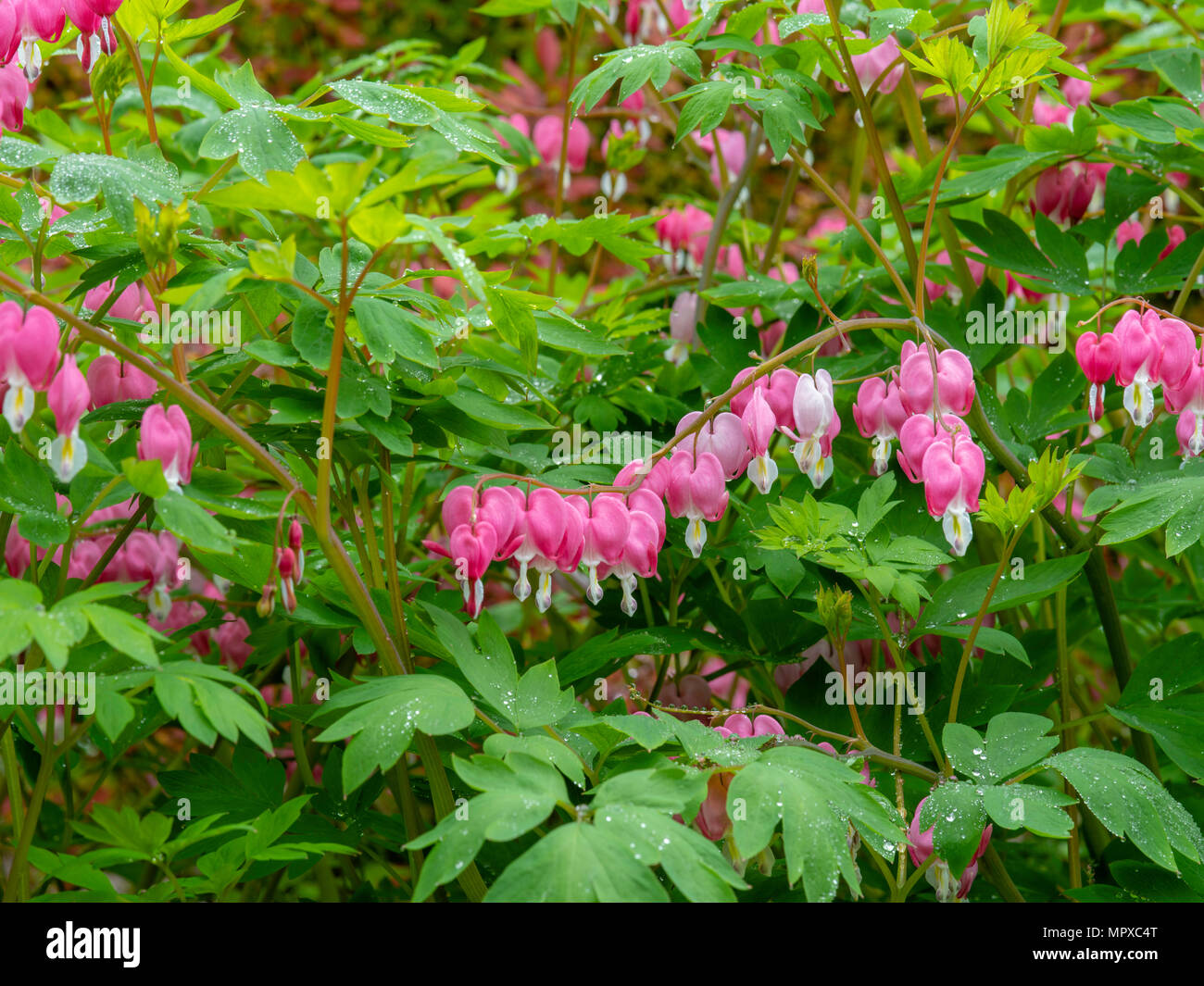 Image of Bleeding Heart blossoms (Lamprocapnos spectabilis). Fitchburg ...