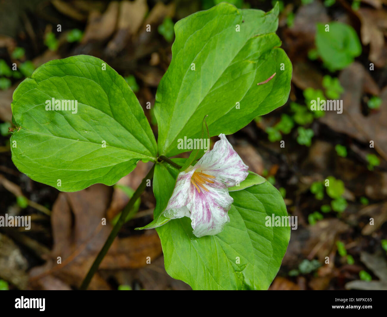 Trillium in wisconsin hi-res stock photography and images - Alamy