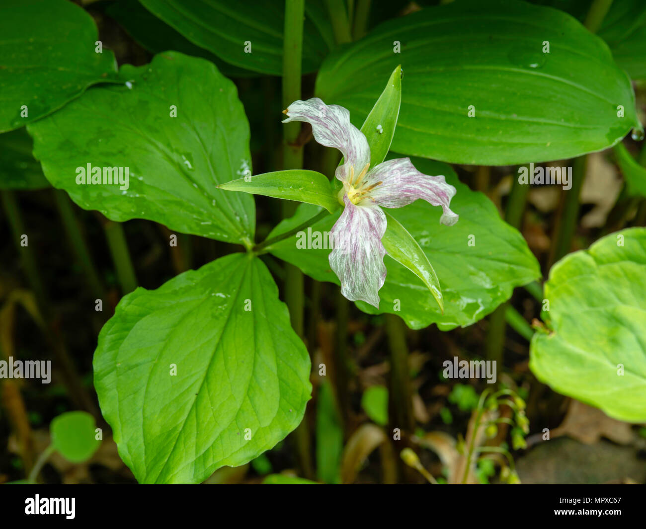 Image of a trillium flower (genus Trillium) taken in Fitchburg ...