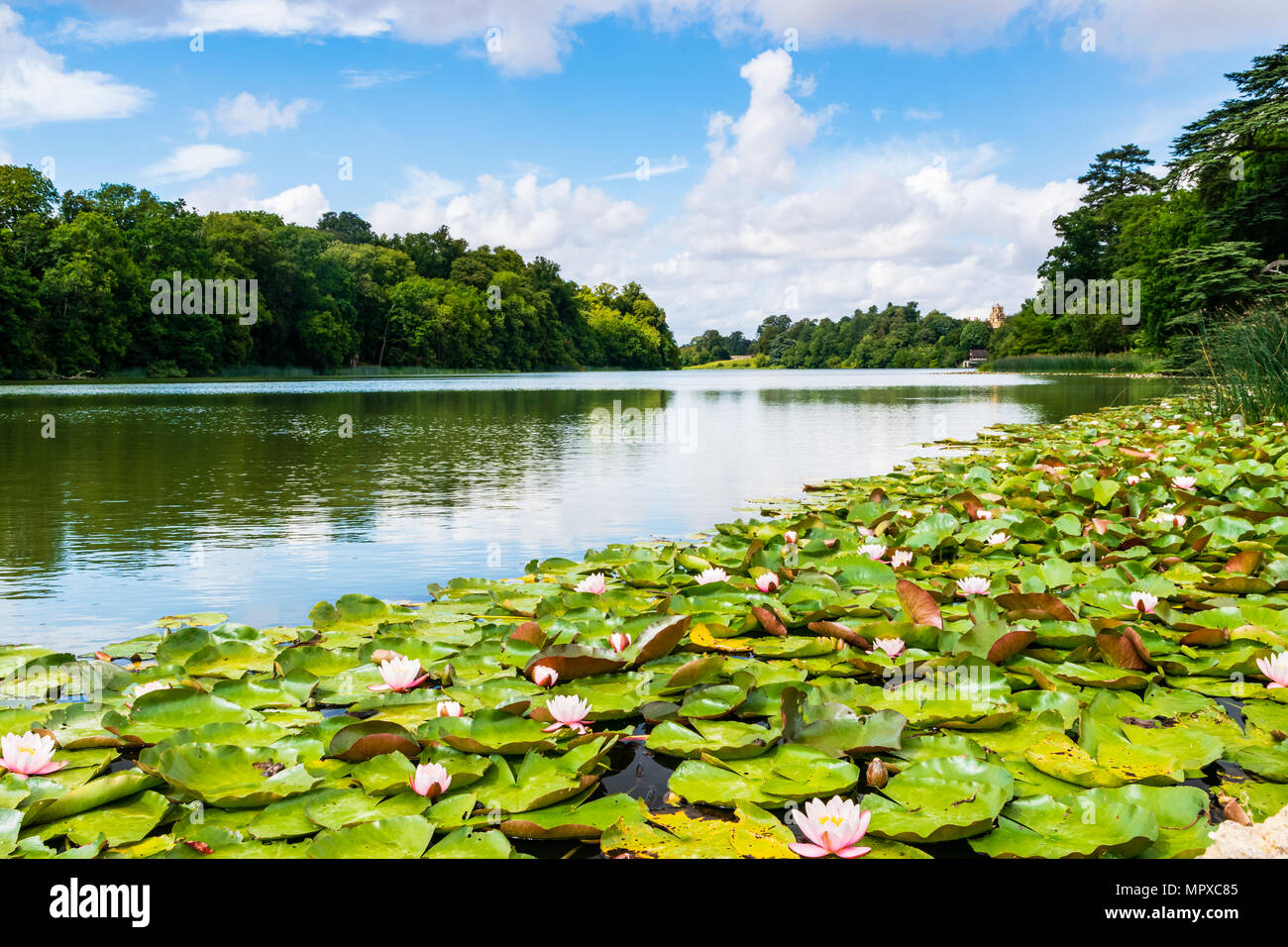 Lilies on the River Glyme at Blenheim Palace Stock Photo - Alamy