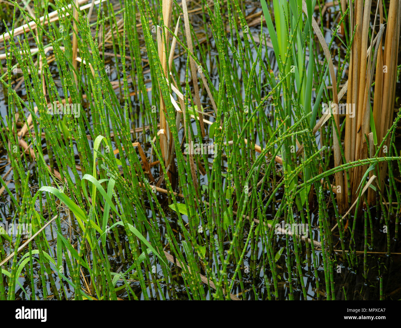 Horsetails (Equisetum spp.) and Cattails growing in the University of ...
