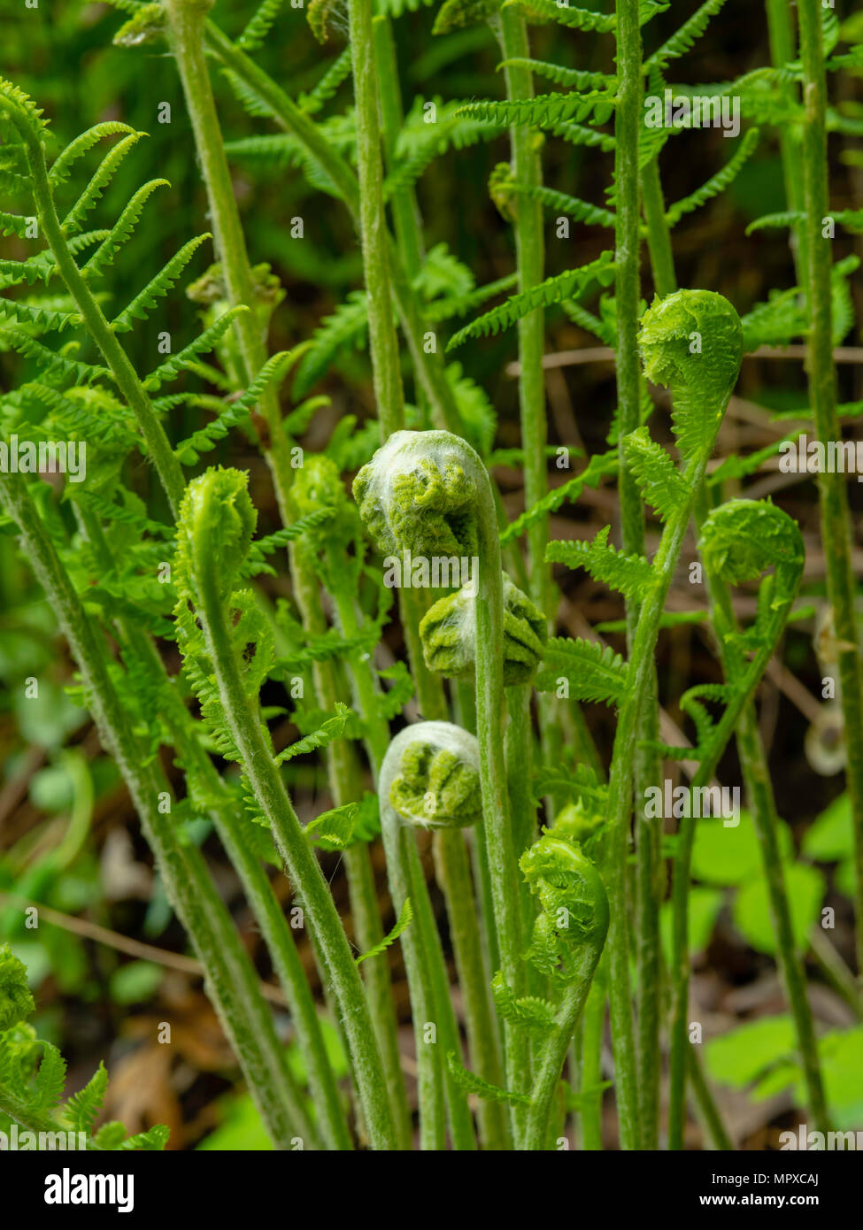Appreciating liberty hi-res stock photography and images - Alamy