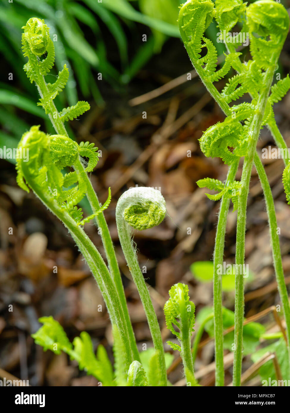 Fiddelhead hi-res stock photography and images - Alamy