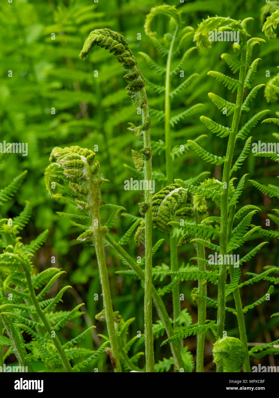 Fiddelhead hi-res stock photography and images - Alamy