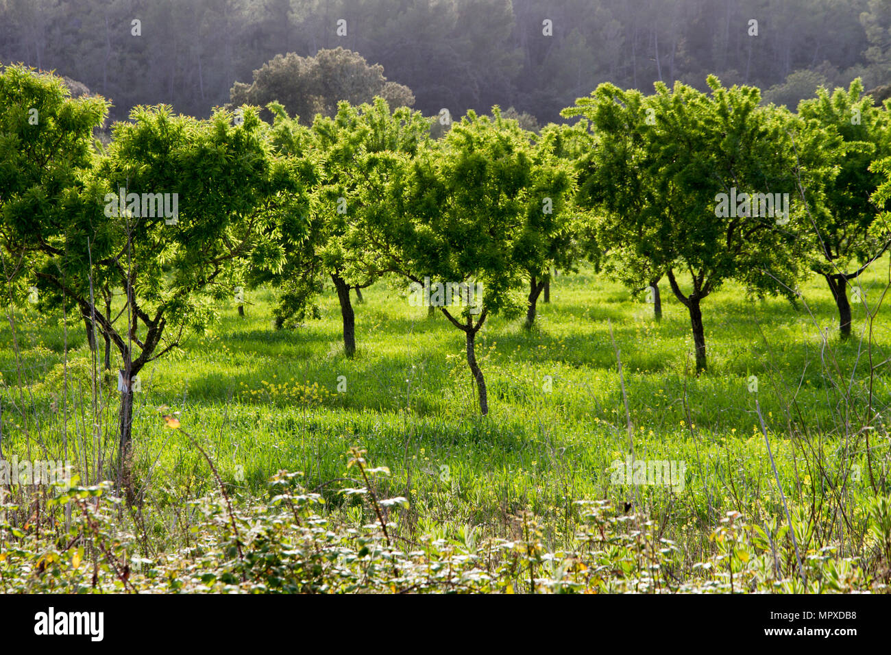 Mallorca countryside, almonds trees field,growing agriculture ...