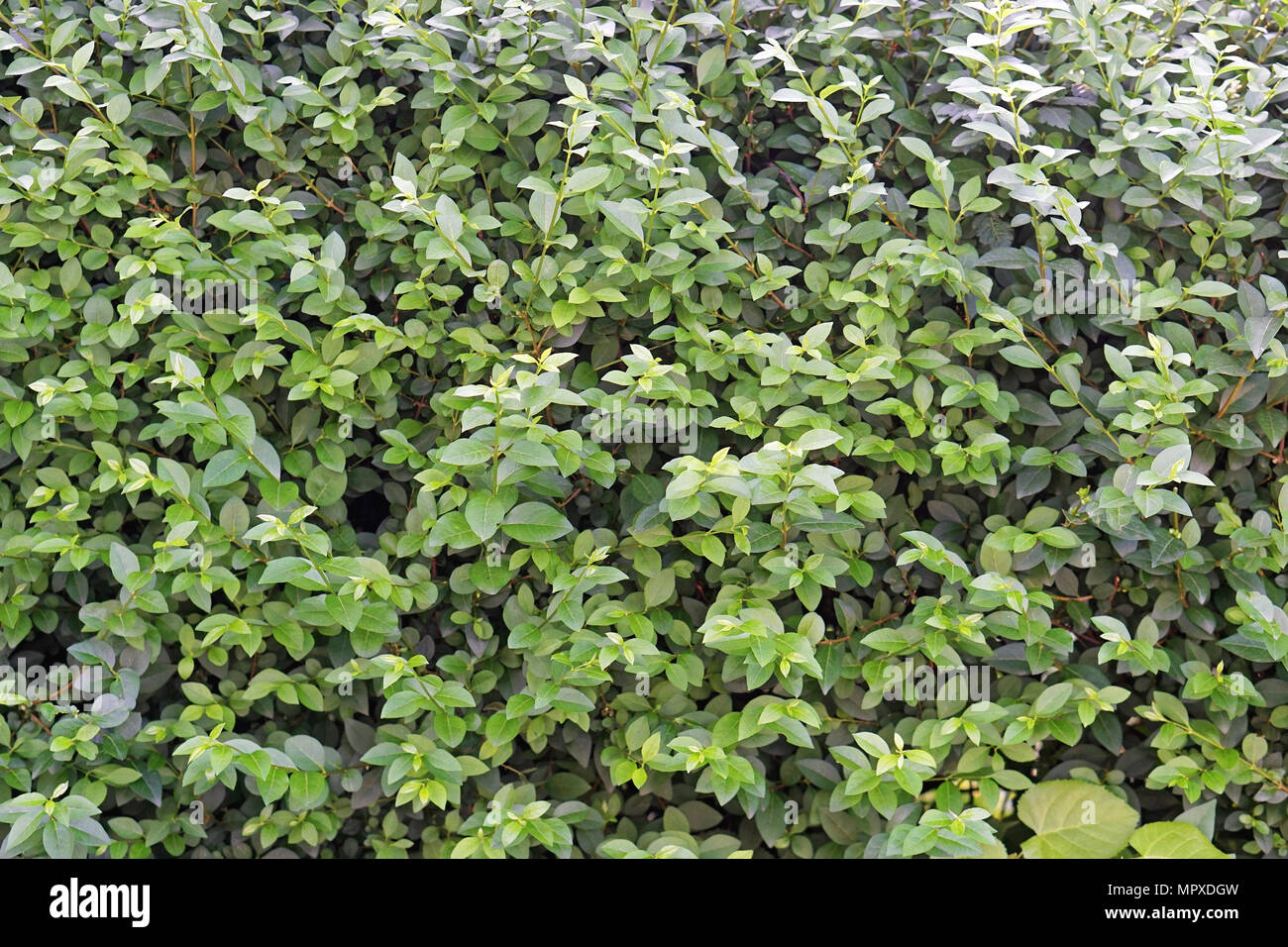 Wall hedge hi-res stock photography and images - Alamy