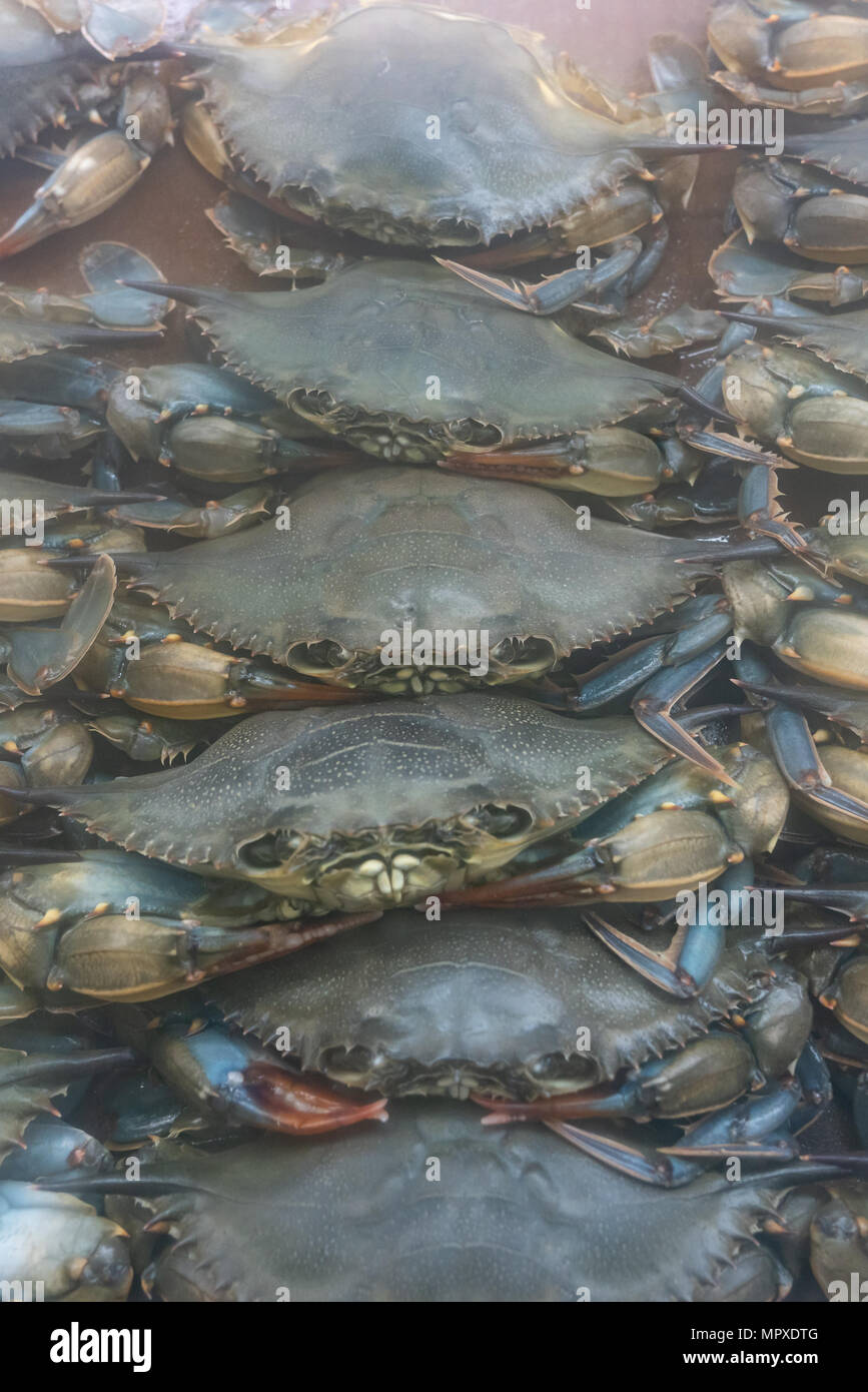 Soft shell crabs for sale in the glass case vertical view Stock Photo ...