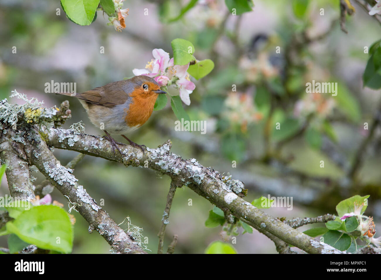 Robin [ Erithacus rubecula ] in Apple tree with blossom Stock Photo - Alamy