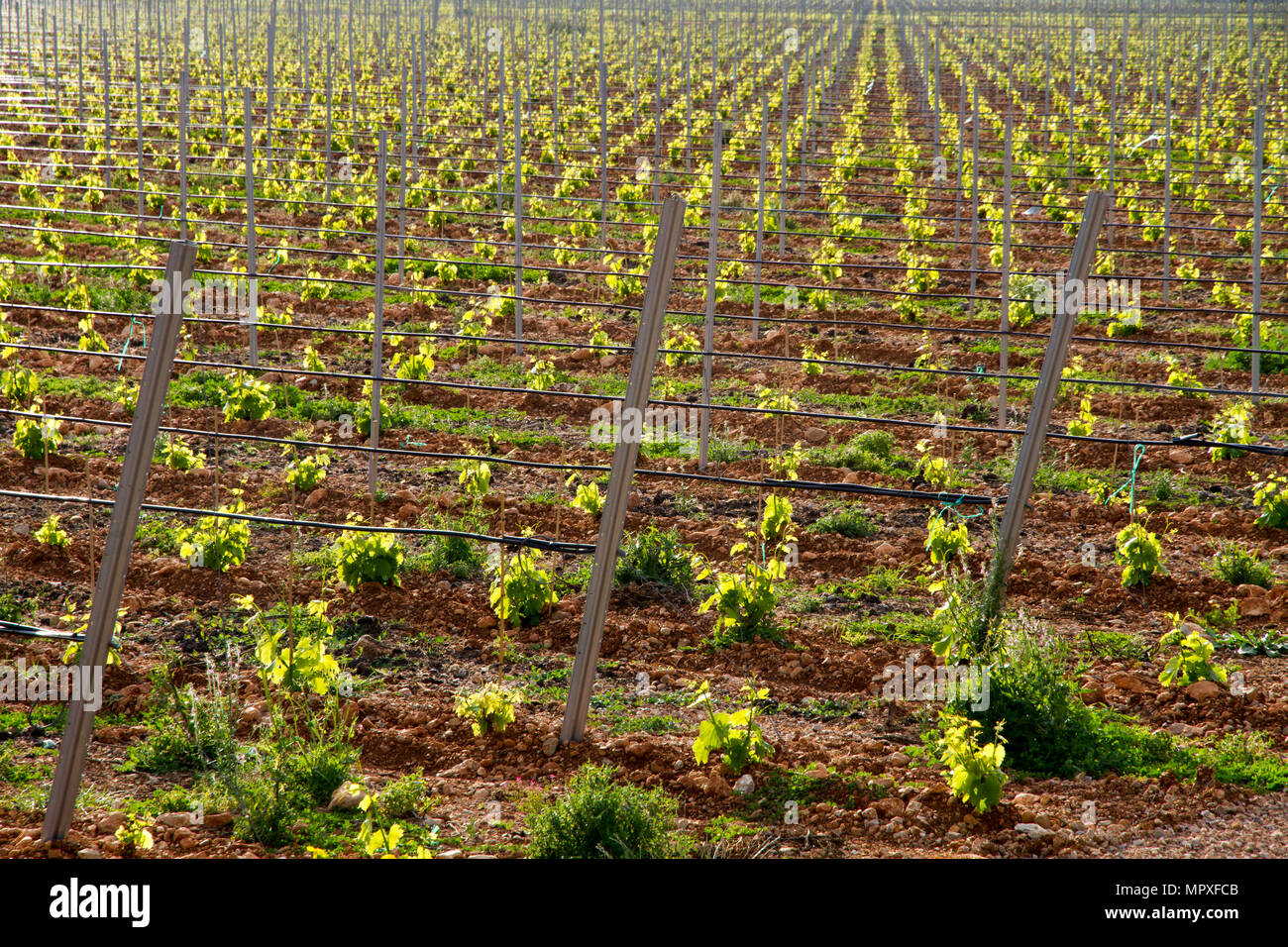 Mallorcan vineyard hi-res stock photography and images - Alamy