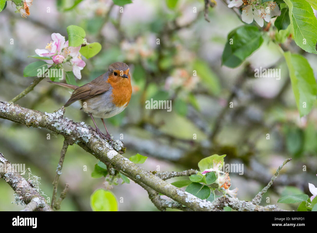 Robin in blossom tree hi-res stock photography and images - Alamy