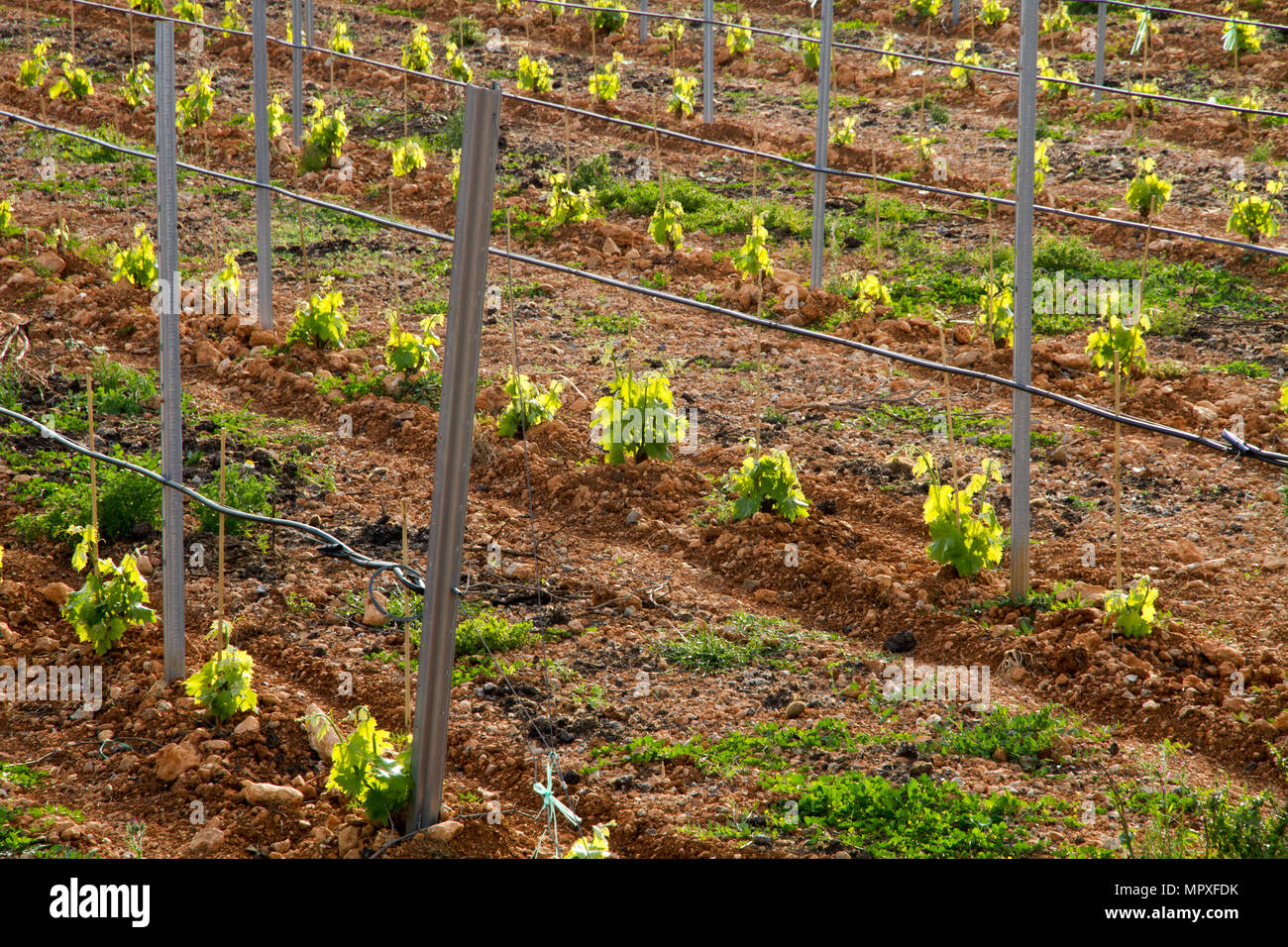 Grape vineyard ripening, agriculture field countyside vine production ...