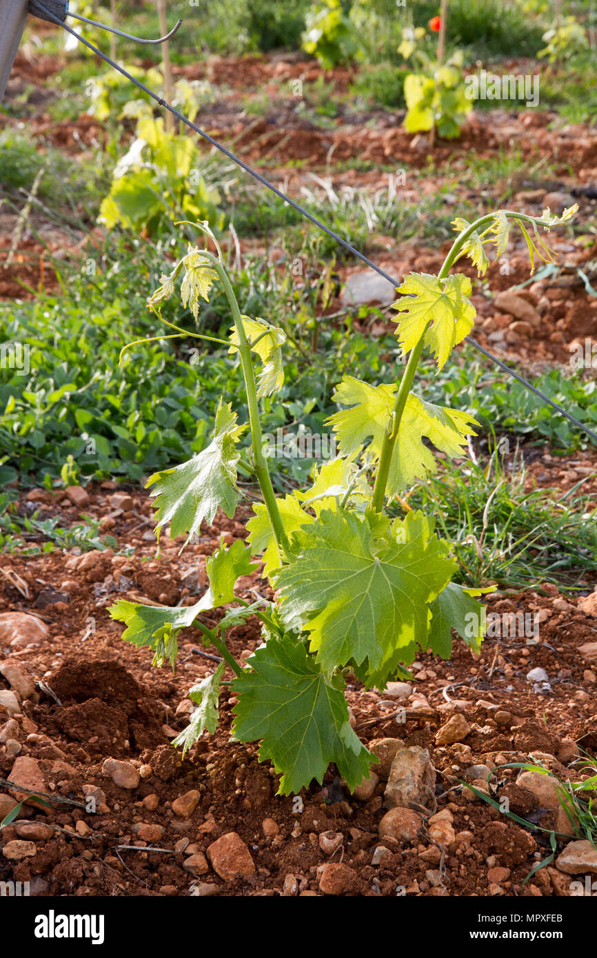Grape vineyard ripening, agriculture field countyside vine production ...