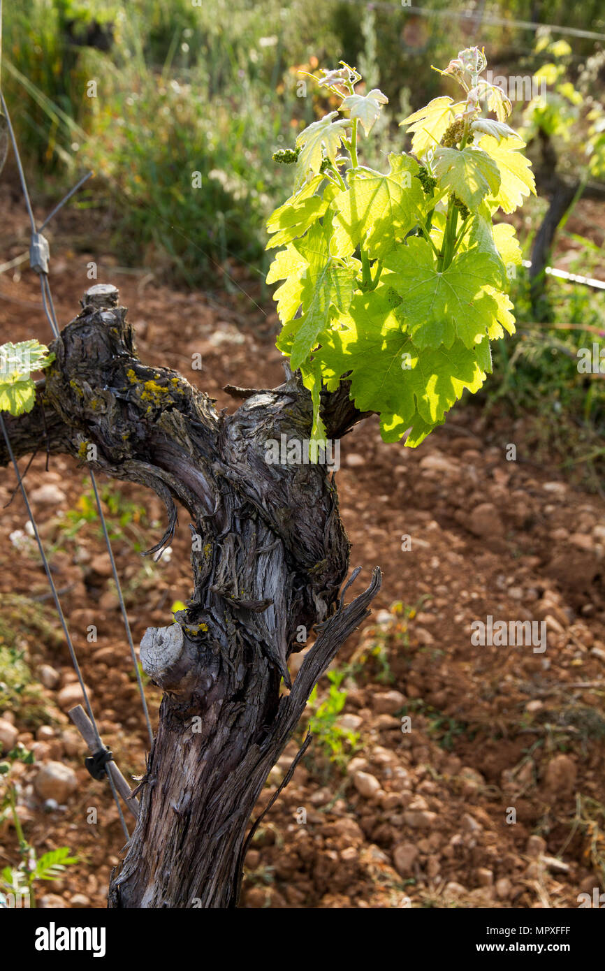 Grape vineyard ripening, agriculture field countyside vine production ...
