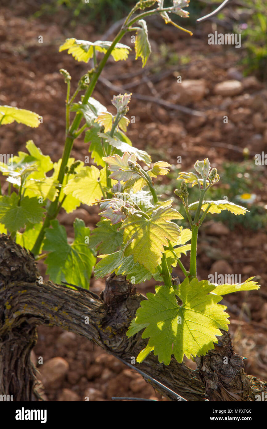 Agriculture mallorca hi-res stock photography and images - Alamy