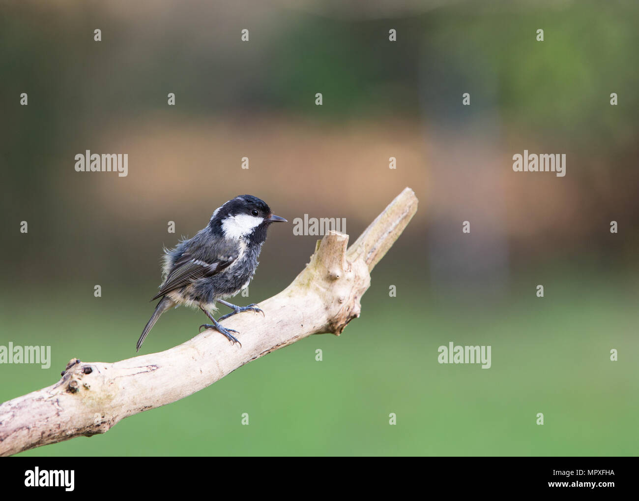 Coal Tit [ Periparus ater ] Stock Photo - Alamy