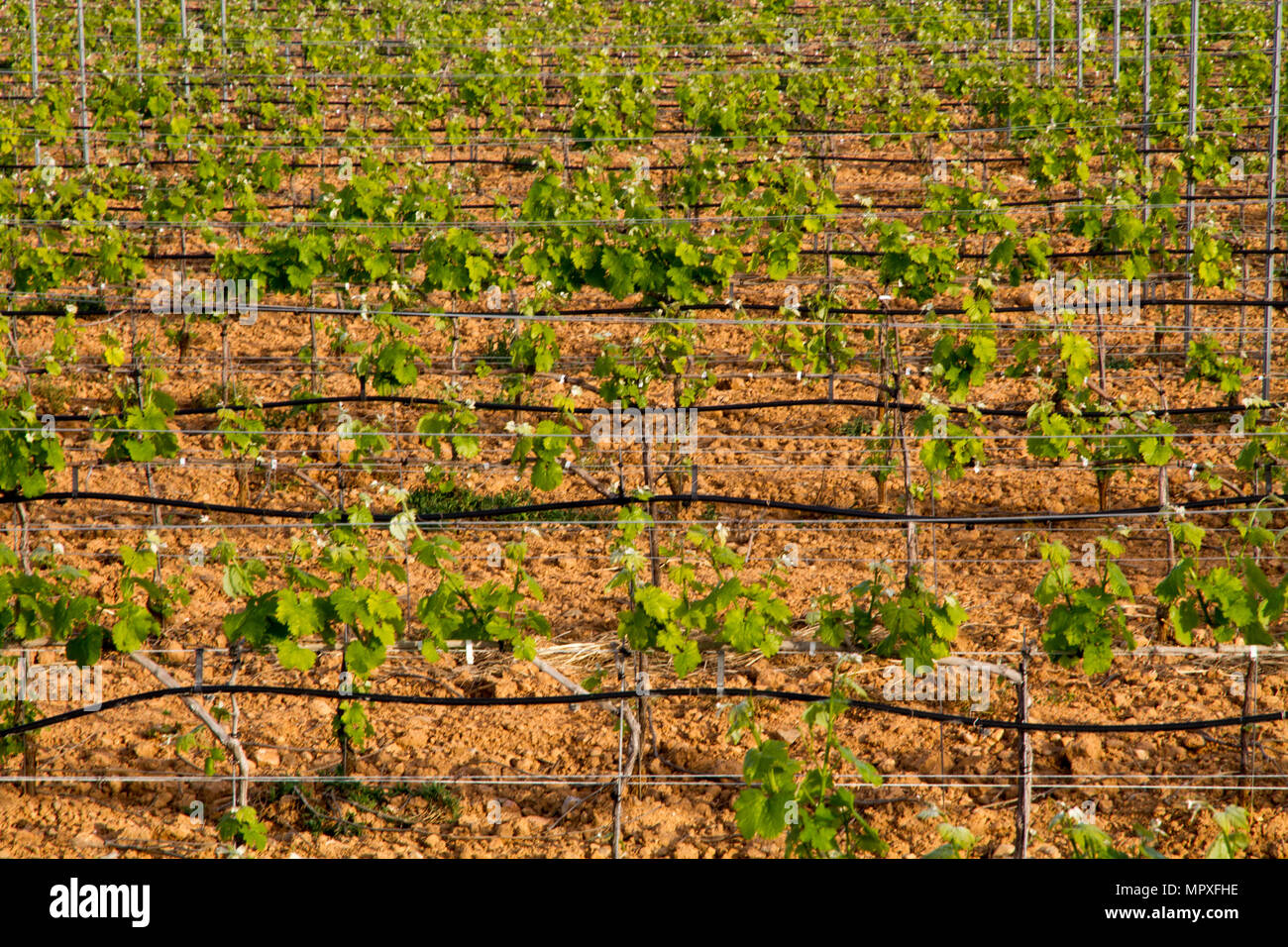 Grape vineyard ripening, agriculture field countyside vine production ...